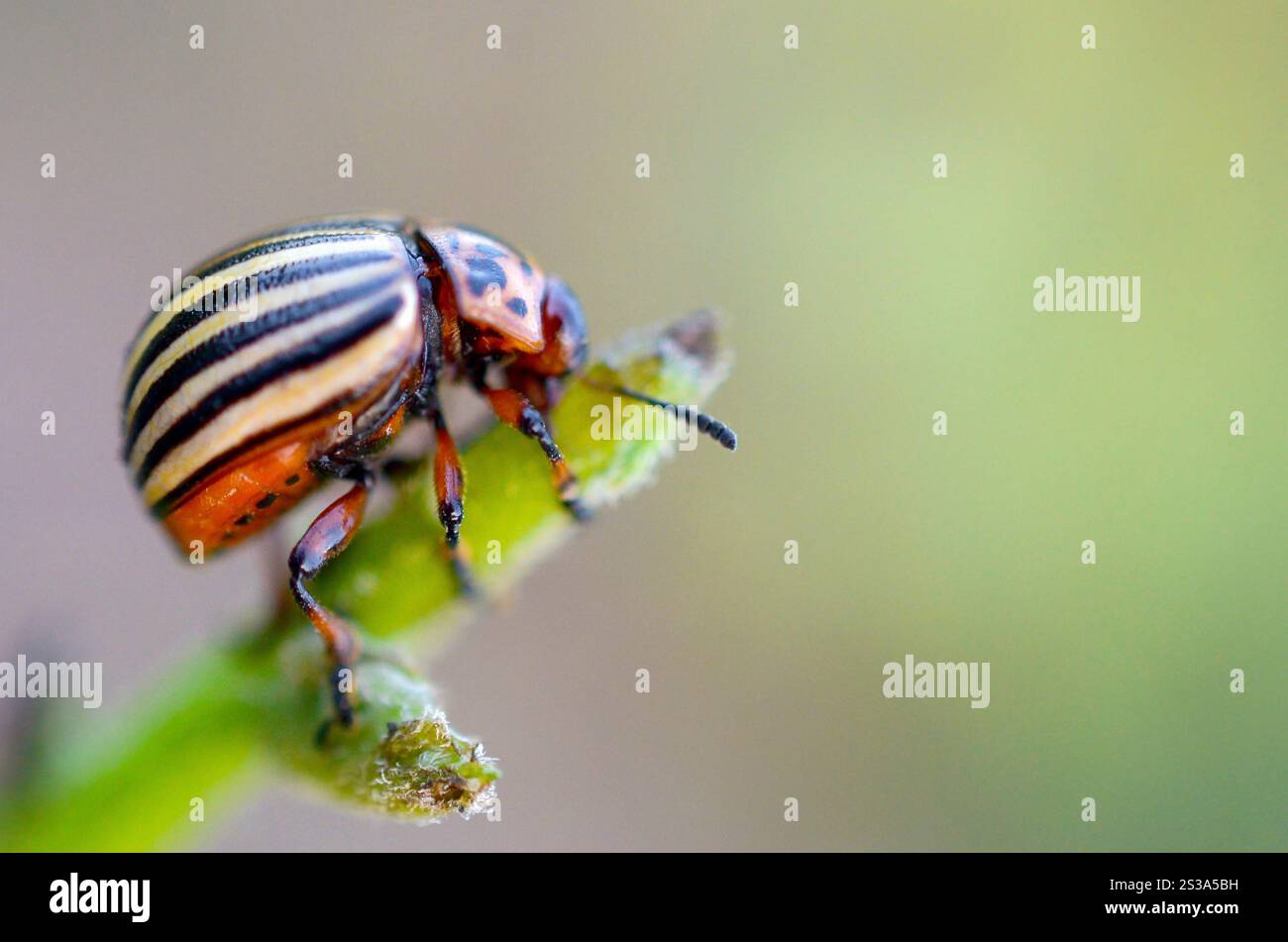 Colorado potato beetle crawling on potato leaves. Ten-striped spearman ...