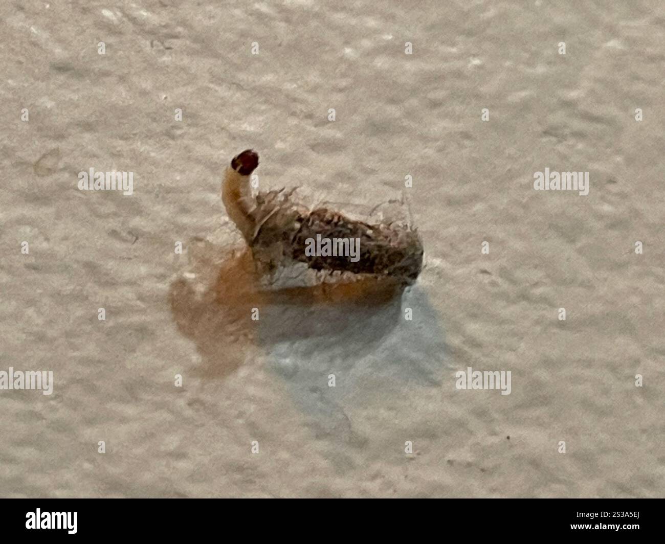 Case-bearing Clothes Moth (Tinea pellionella Stock Photo - Alamy