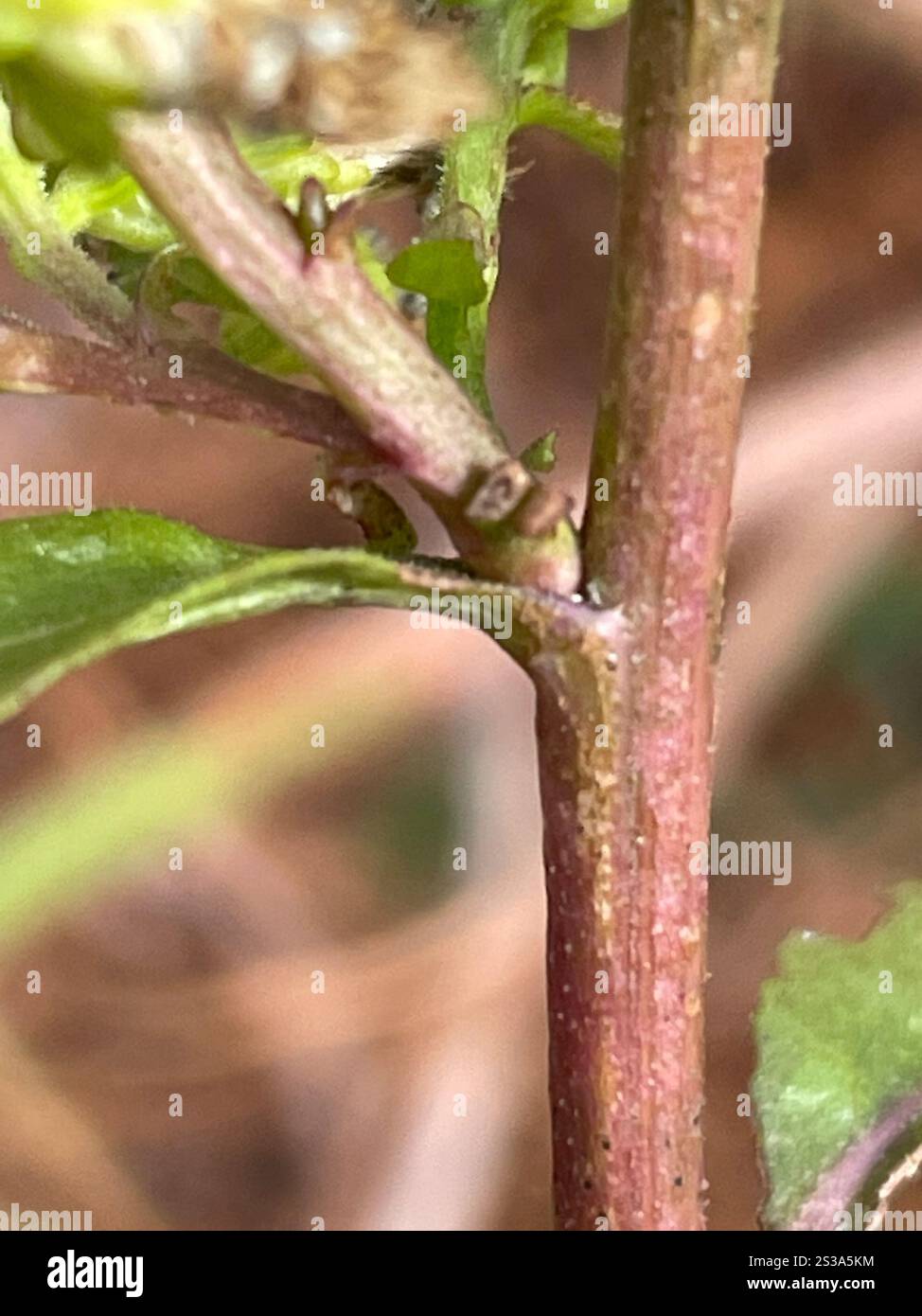 slender goldenrod (Solidago erecta Stock Photo - Alamy