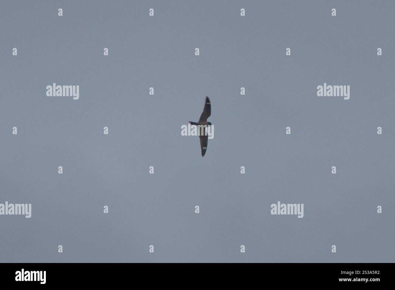 Lesser Nighthawk (Chordeiles acutipennis Stock Photo - Alamy
