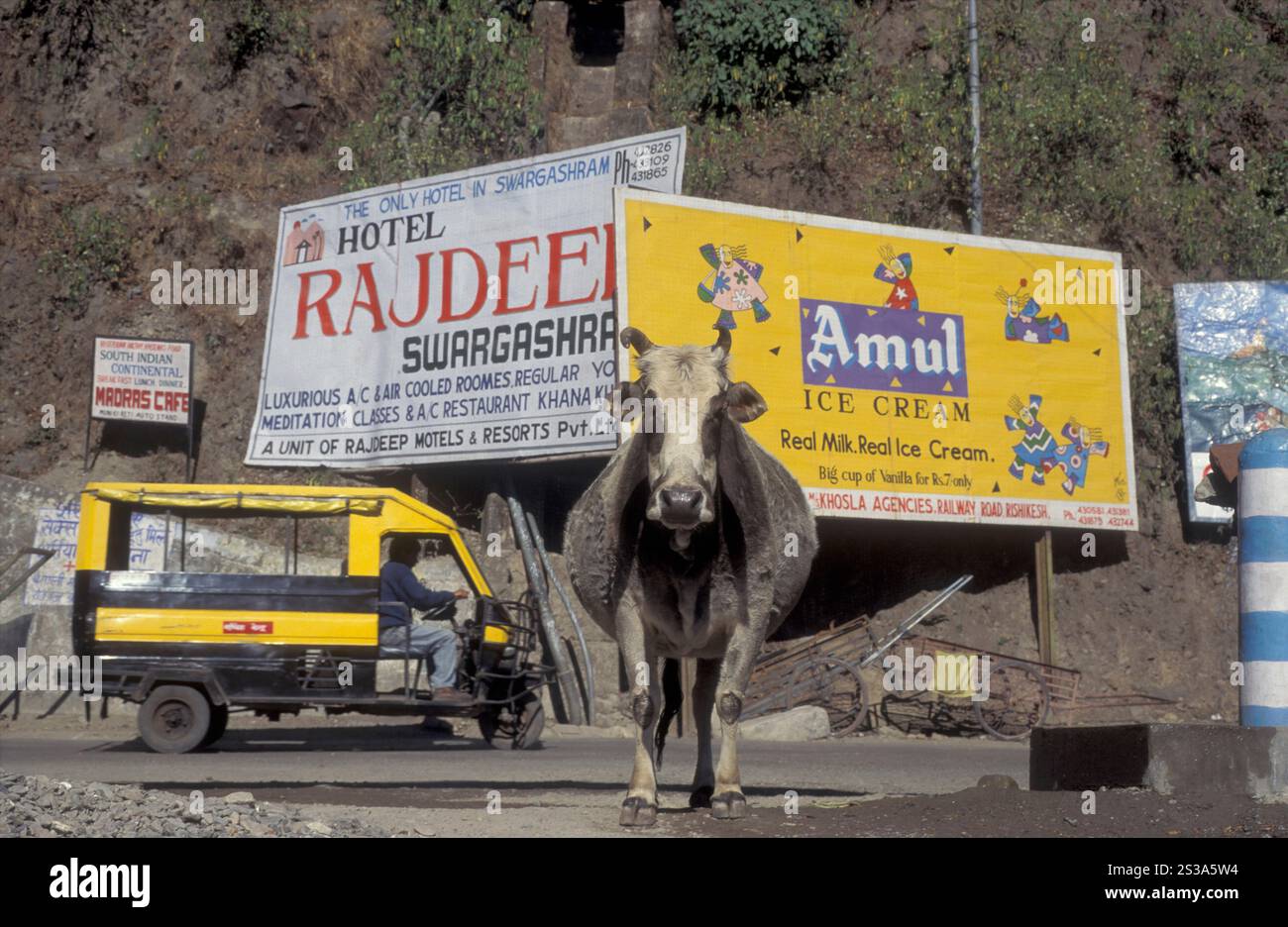 a holy cow in the city of Rishikesh in the Province Uttarakhand in ...