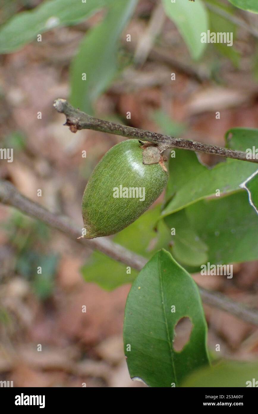 Natal Milkplum (Englerophytum natalense Stock Photo - Alamy