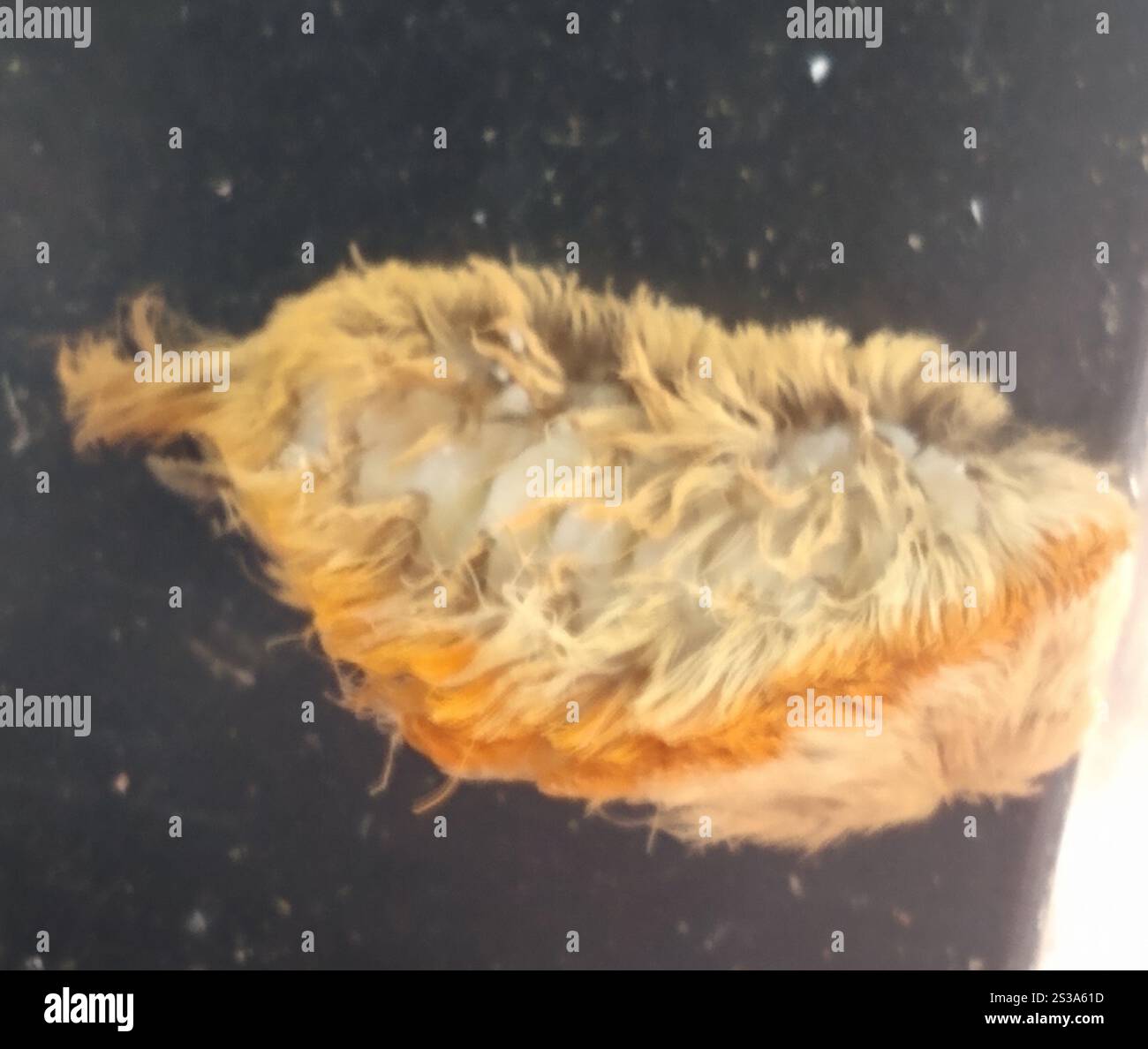 Moth southern flannel moth hi-res stock photography and images - Alamy