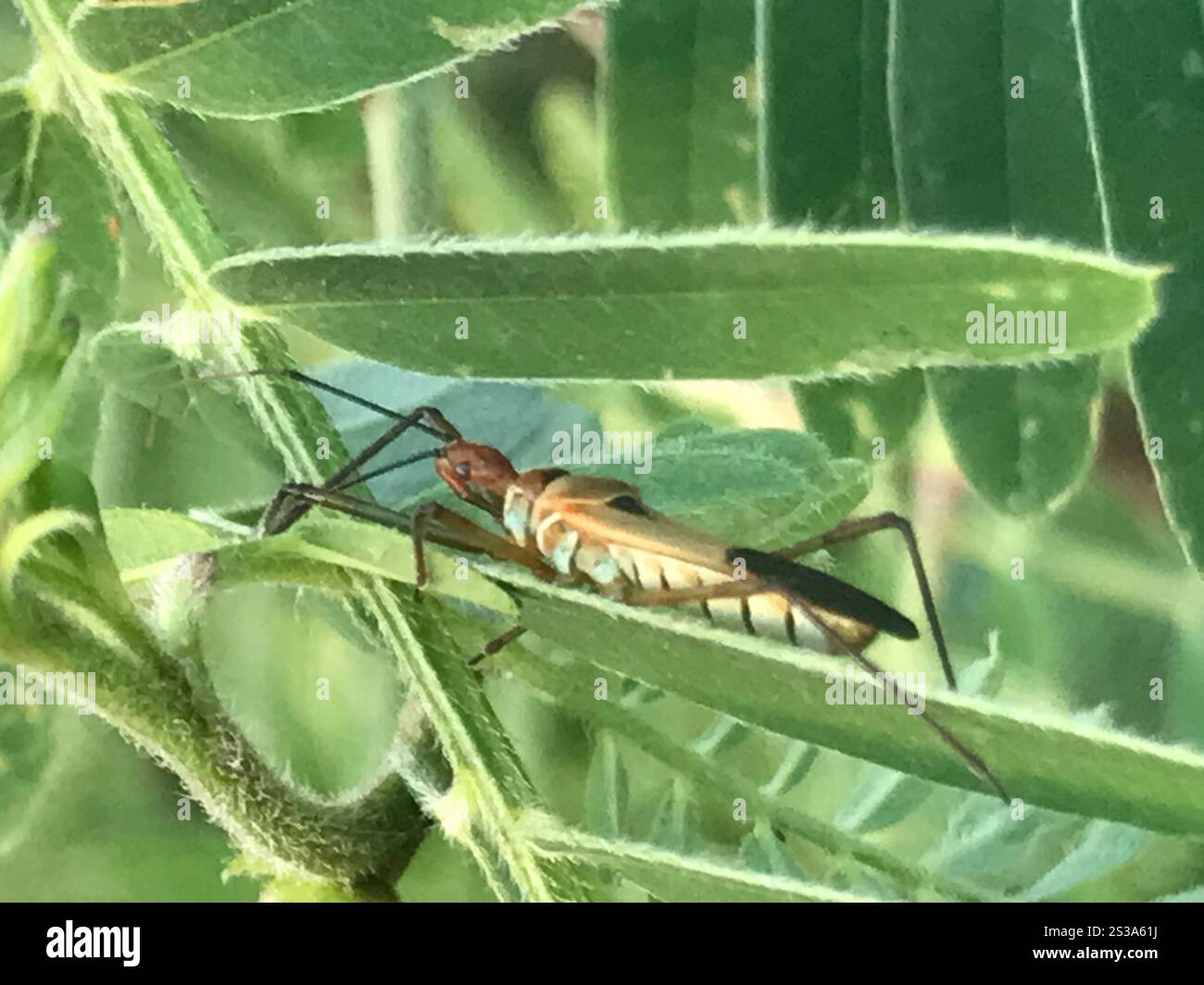True Bugs (Heteroptera Stock Photo - Alamy