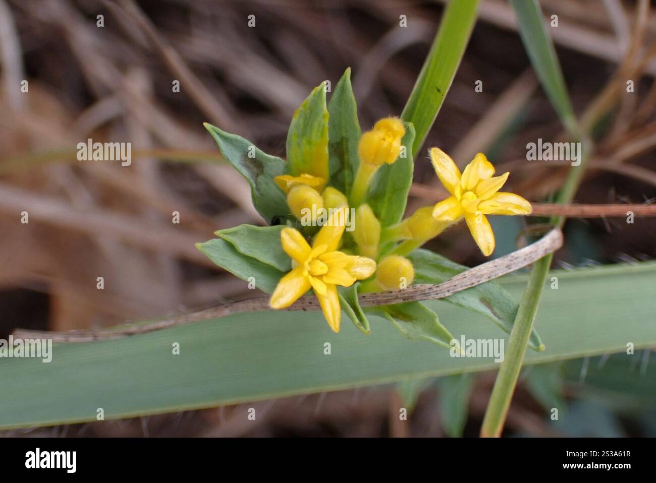 Common Curryflower (Lasiosiphon capitatus Stock Photo - Alamy