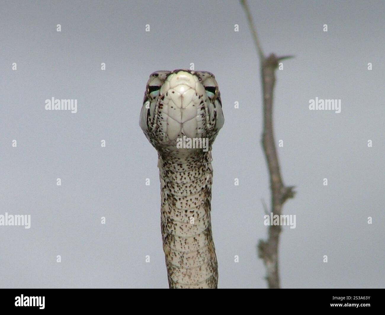 Twig Snake (Thelotornis capensis Stock Photo - Alamy