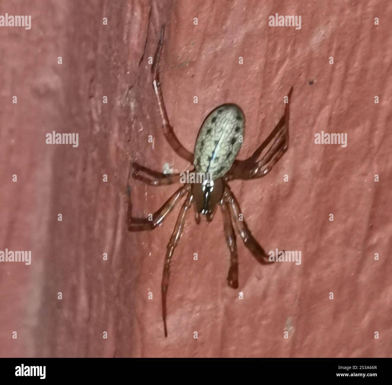 Horse-Head Spider (Stemonyphantes lineatus Stock Photo - Alamy