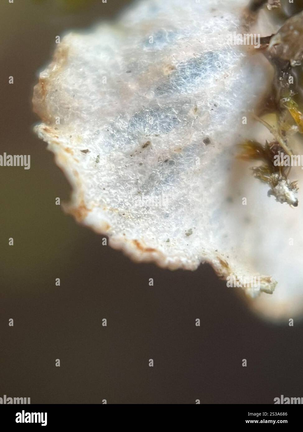 tree pelt lichen (Peltigera collina Stock Photo - Alamy