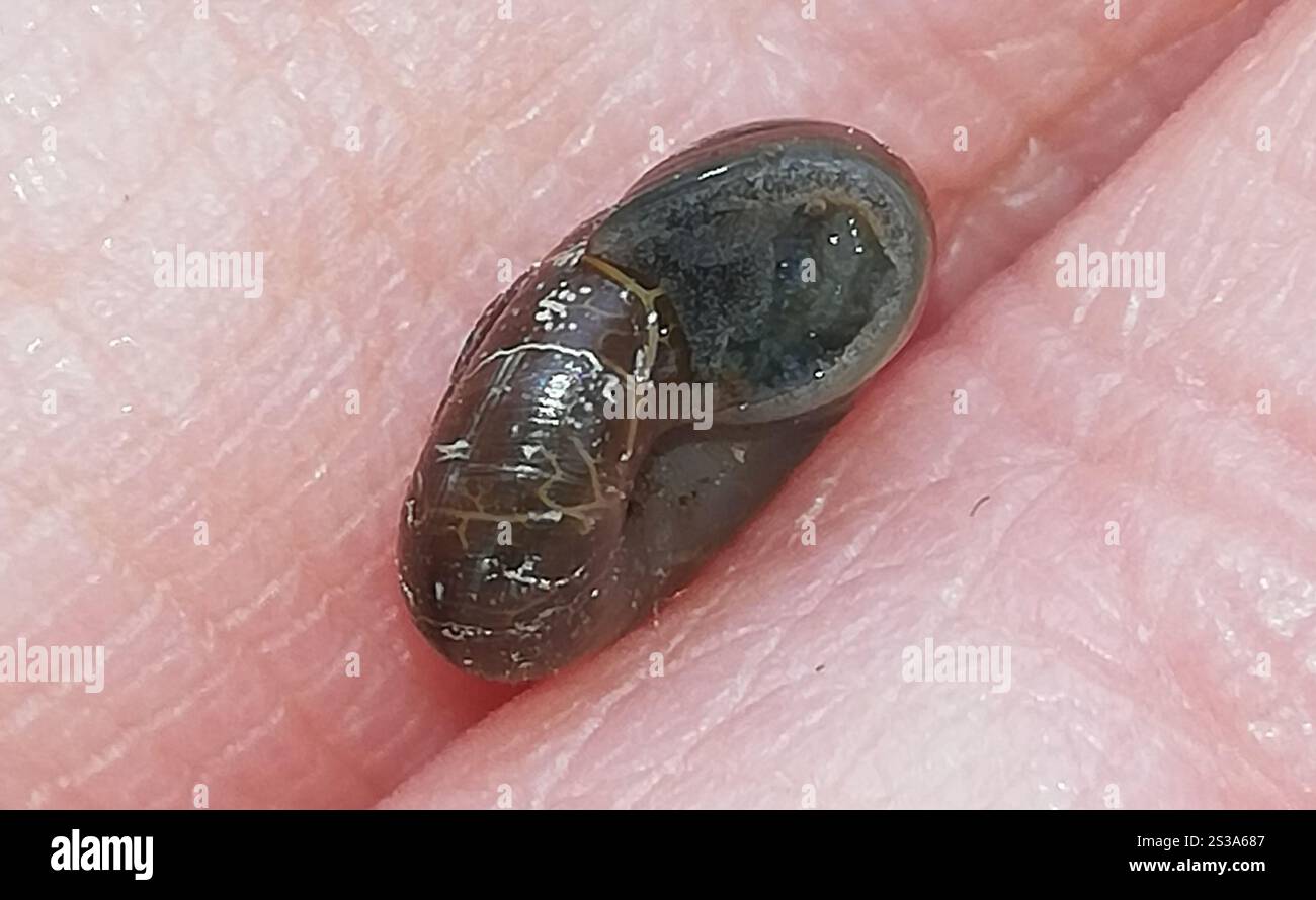 smooth glass snail (Aegopinella nitidula Stock Photo - Alamy