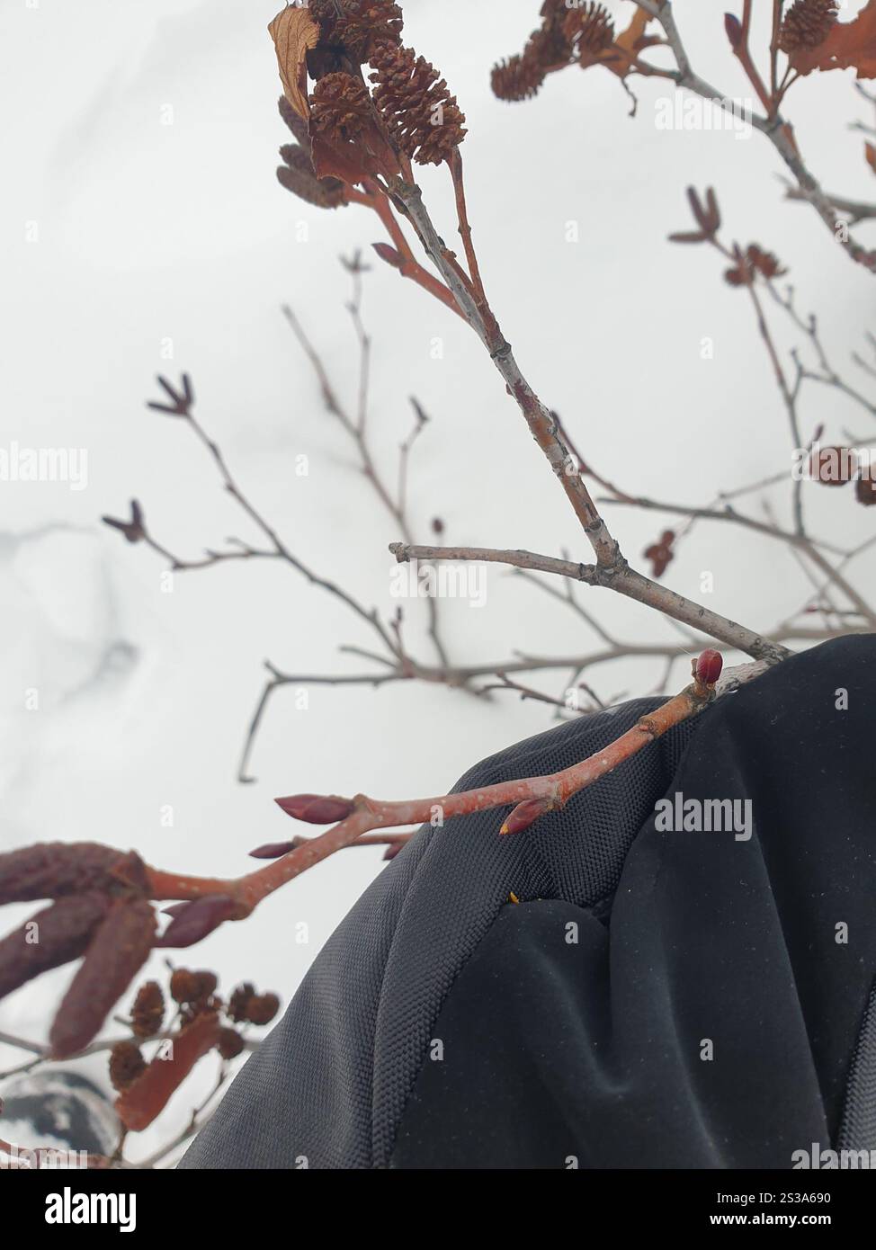 mountain alder (Alnus alnobetula crispa Stock Photo - Alamy