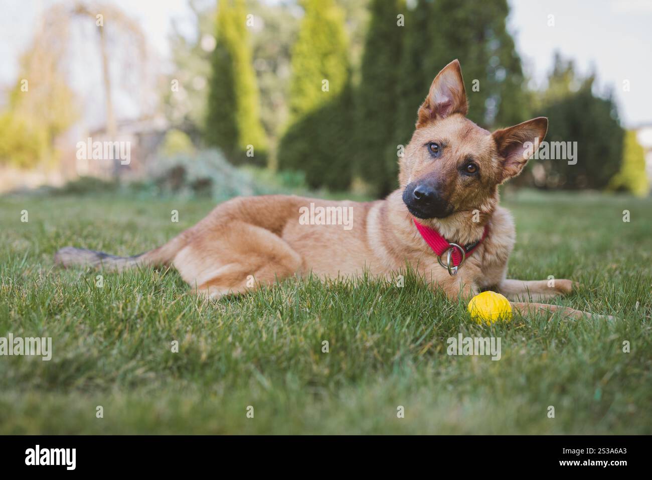 Ginger dog with a red collar is laying on a lawn and making head tilt ...