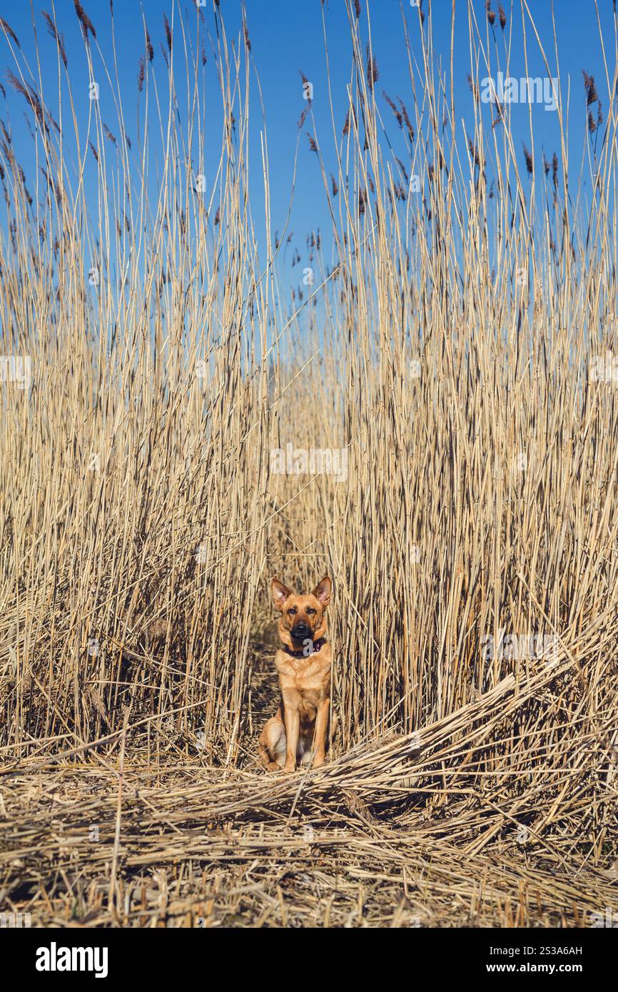 Ginger dog hi-res stock photography and images - Alamy