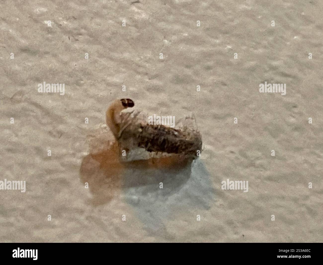 Case-bearing Clothes Moth (Tinea pellionella Stock Photo - Alamy