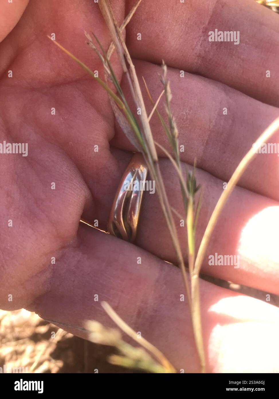 burrograss (Scleropogon brevifolius Stock Photo - Alamy