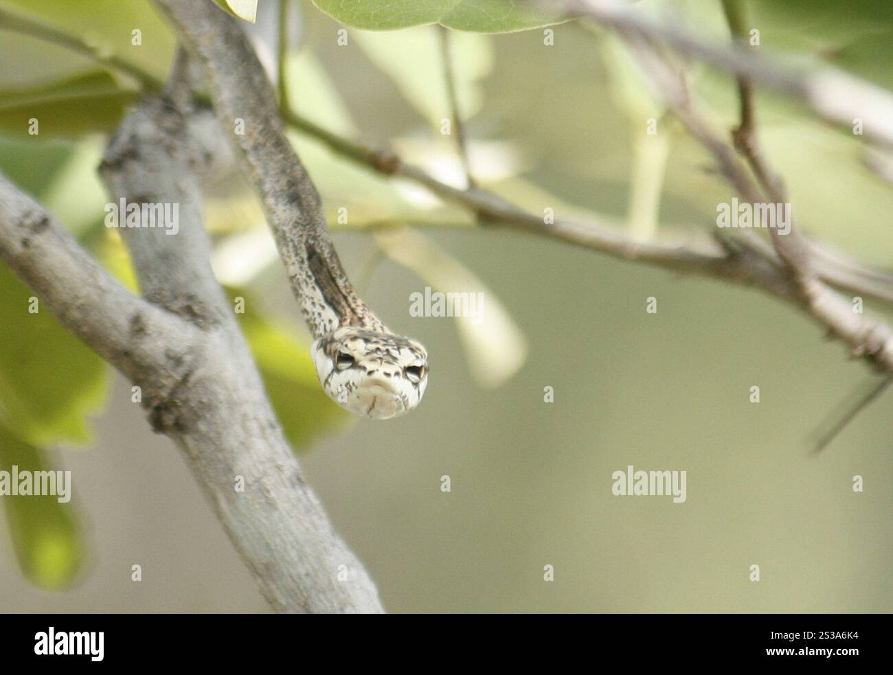 Twig Snake (Thelotornis capensis Stock Photo - Alamy