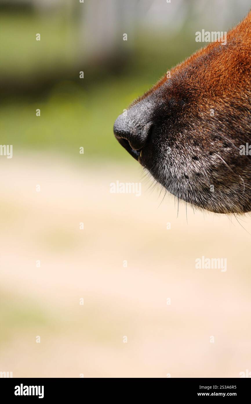 Close up image of a German Shepherd's nose Stock Photo - Alamy