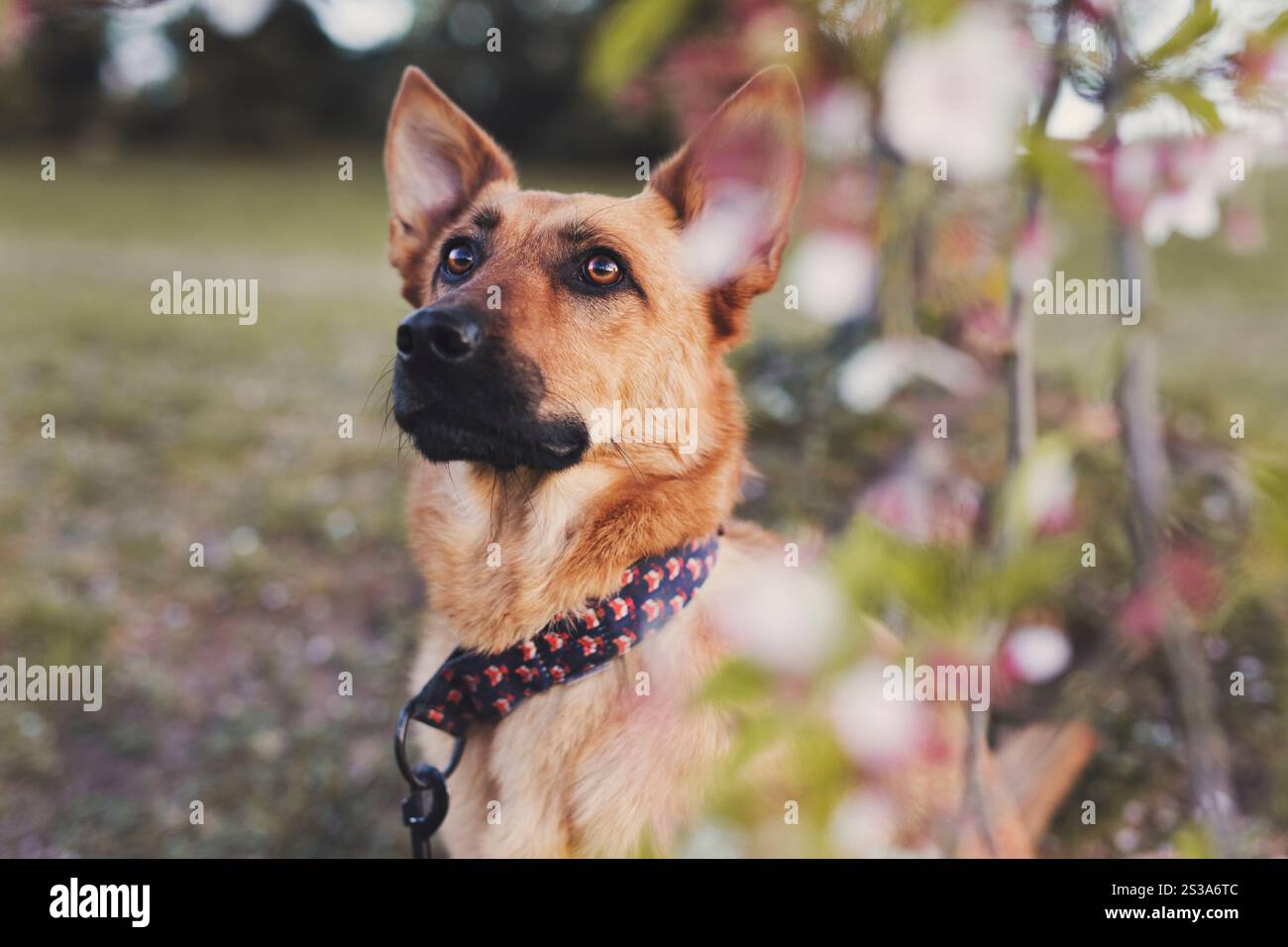 Ginger dog sitting behind a cherry tree Stock Photo - Alamy