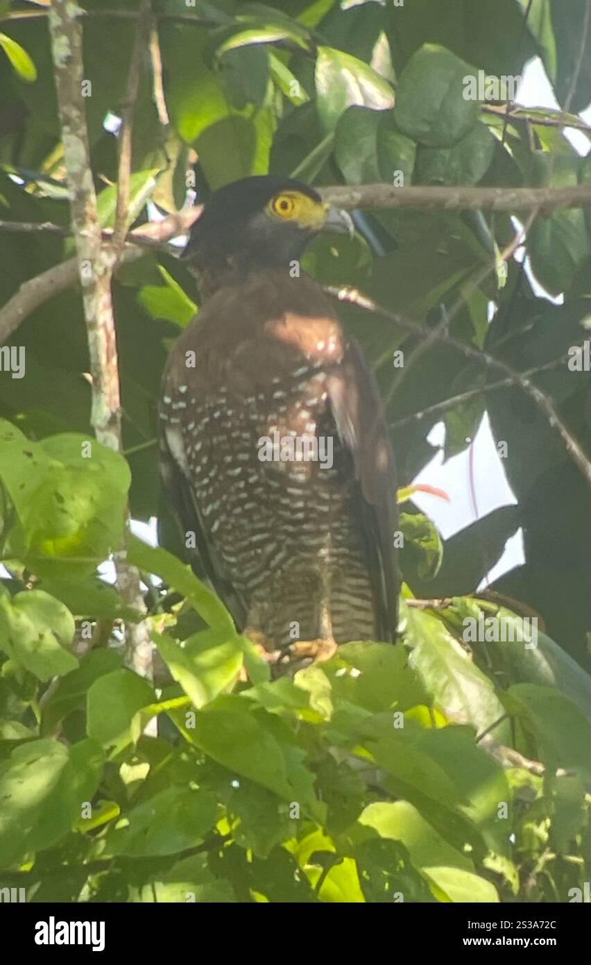 Sulawesi Serpent-Eagle (Spilornis rufipectus Stock Photo - Alamy