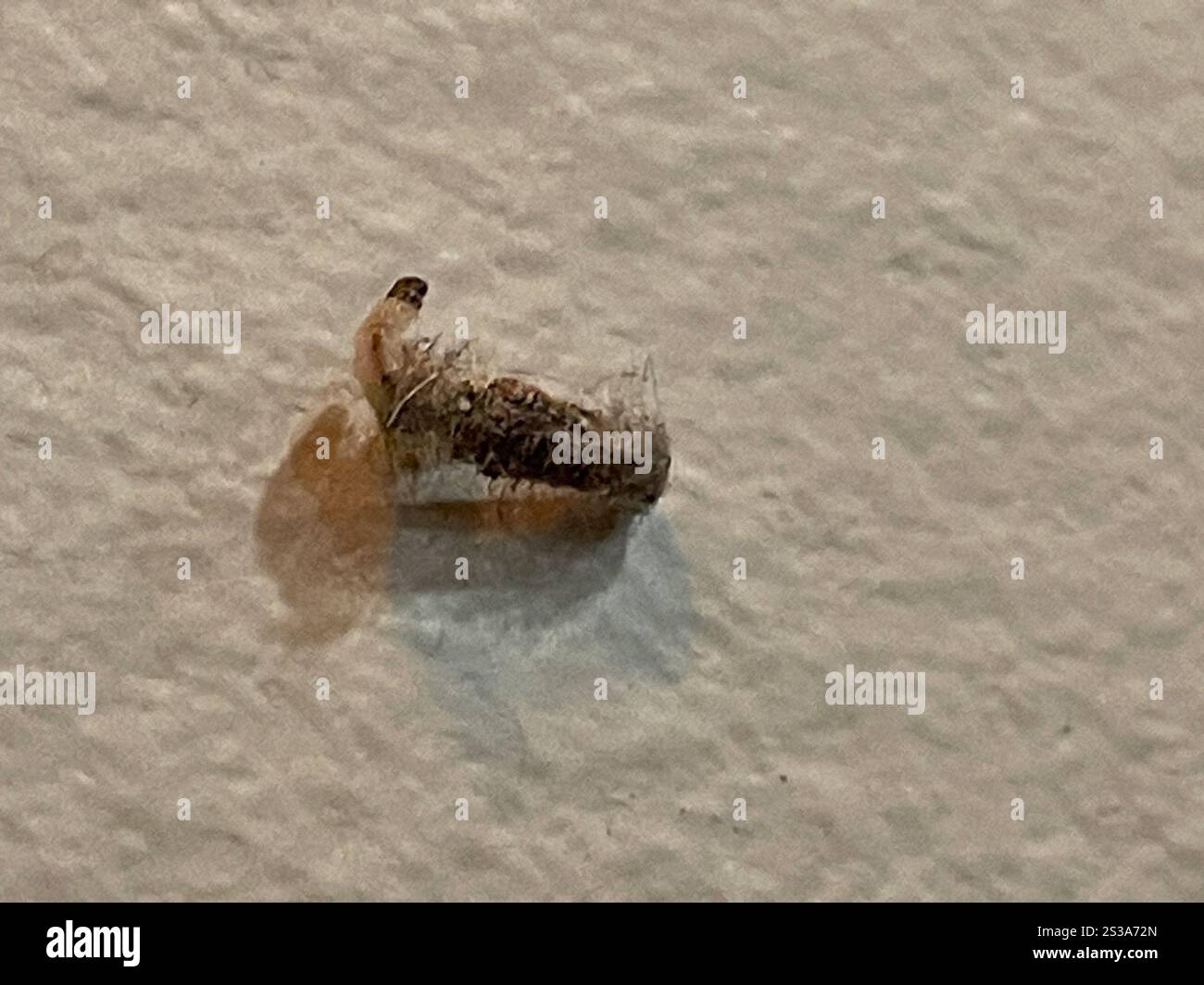 Case-bearing Clothes Moth (Tinea pellionella Stock Photo - Alamy