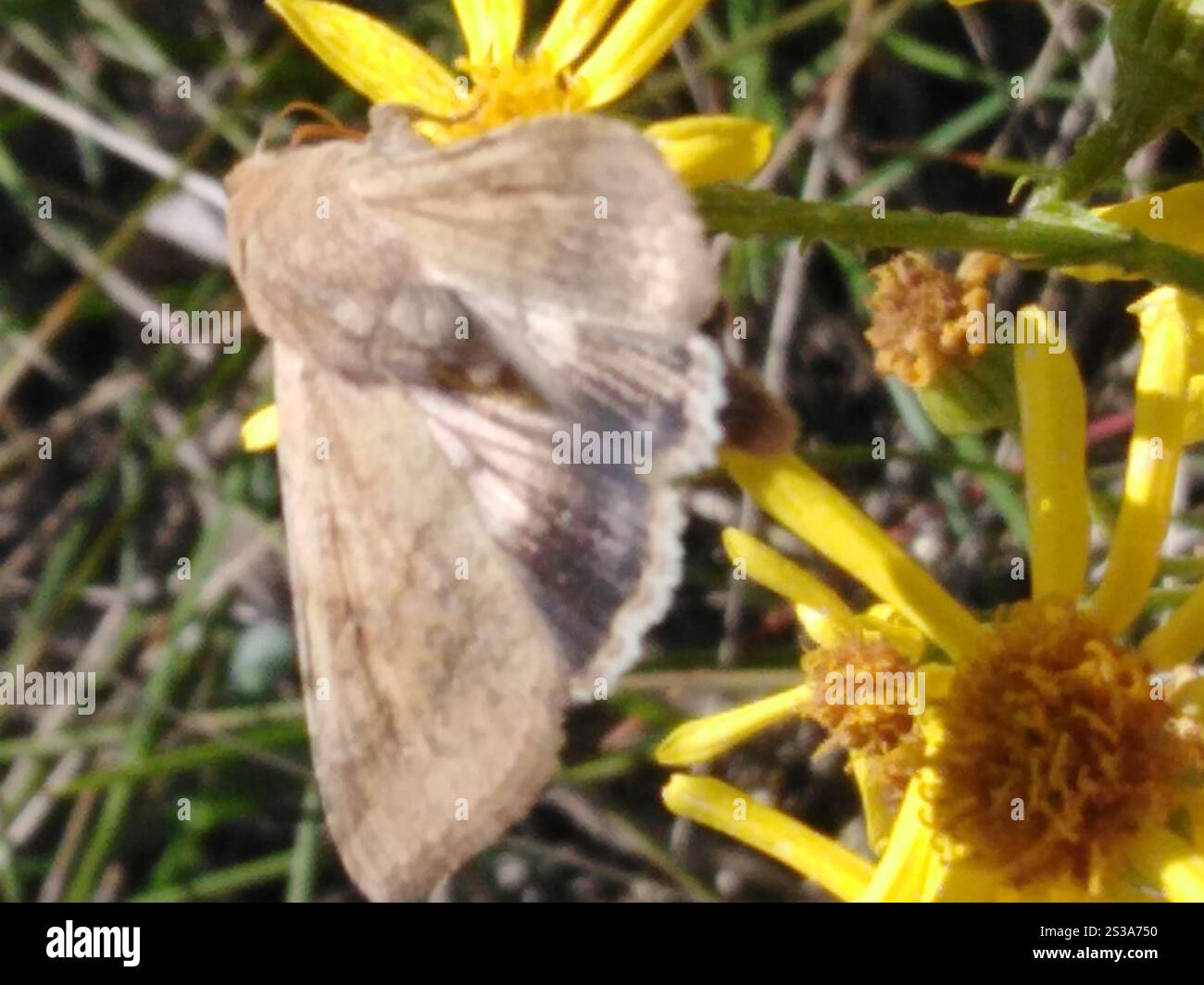 Cotton Bollworm Moth (Helicoverpa armigera Stock Photo - Alamy