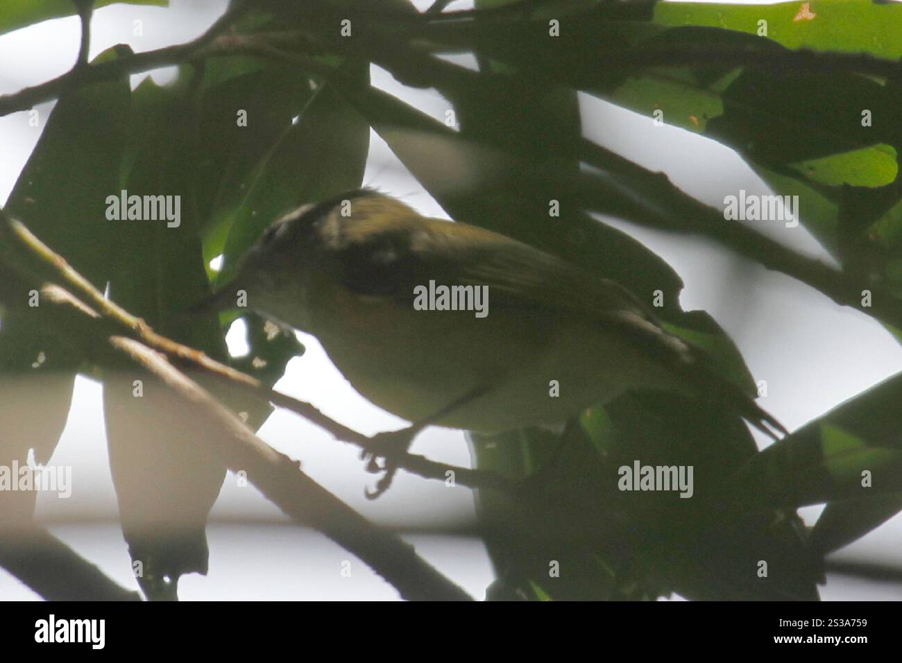 Lesser Greenlet (Pachysylvia decurtata Stock Photo - Alamy