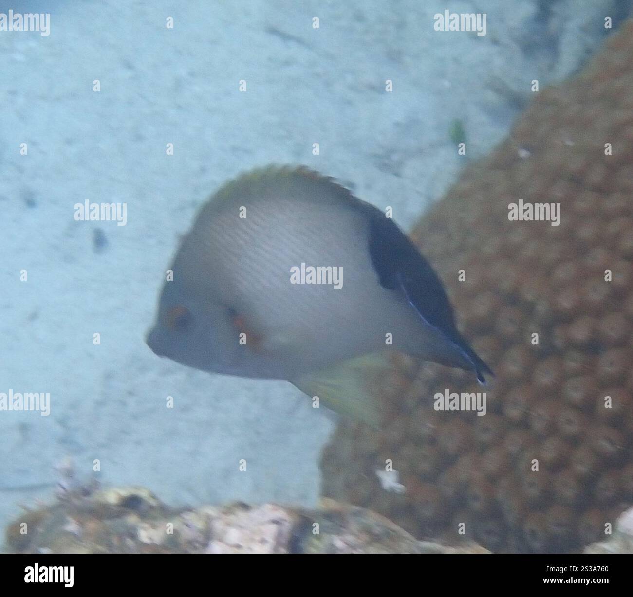 Pearlscale Angelfish (Centropyge vrolikii Stock Photo - Alamy