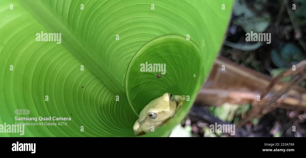 Yellow Tree Frogs (Dendropsophus Stock Photo - Alamy