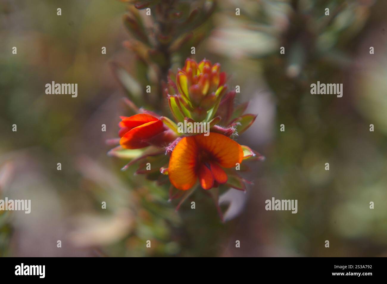 dwarf bush-pea (Pultenaea humilis Stock Photo - Alamy