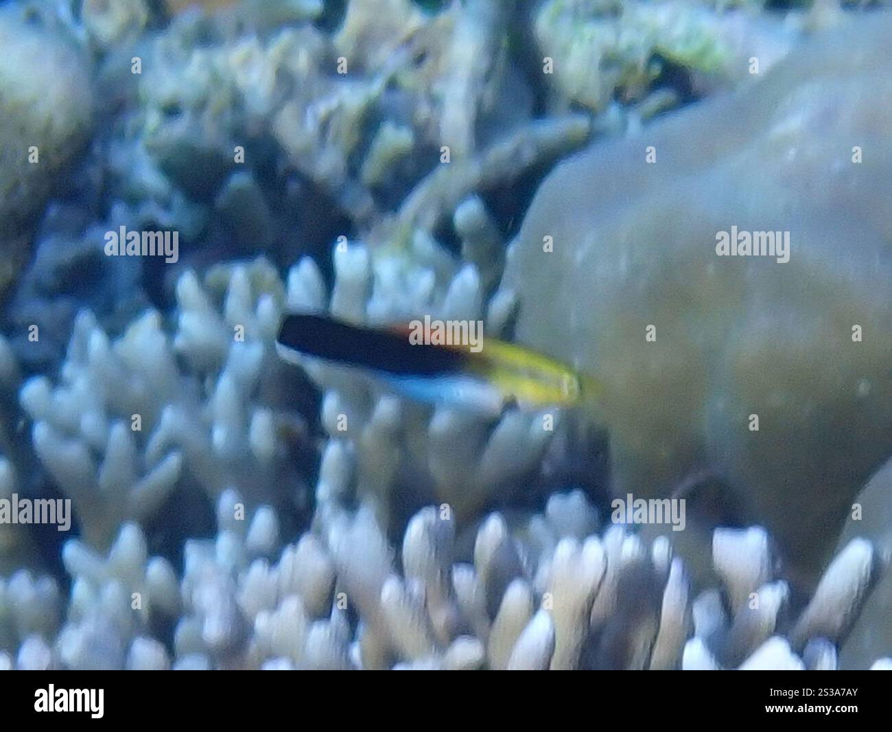 Ray-finned Fishes (Actinopterygii Stock Photo - Alamy