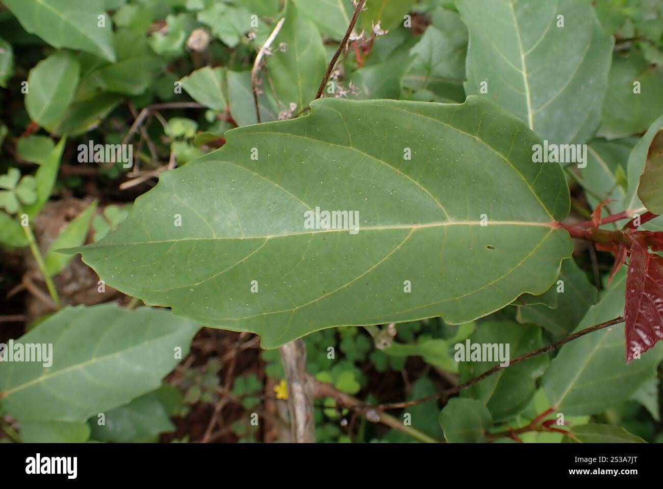 Cape Fig (Ficus sur Stock Photo - Alamy
