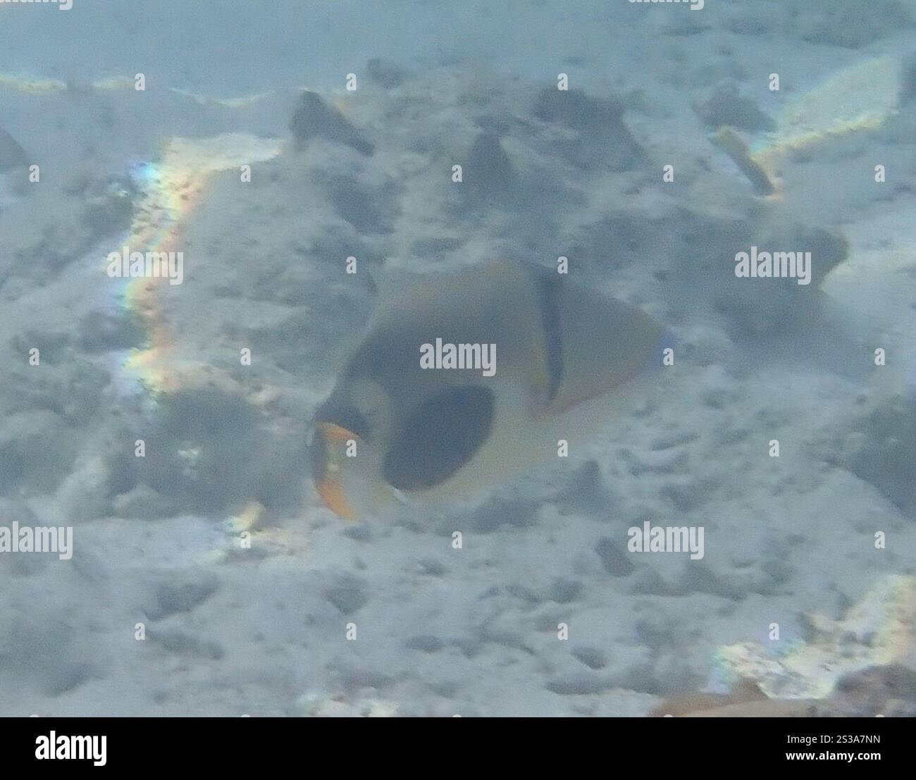 Blackpatch Triggerfish (Rhinecanthus verrucosus Stock Photo - Alamy