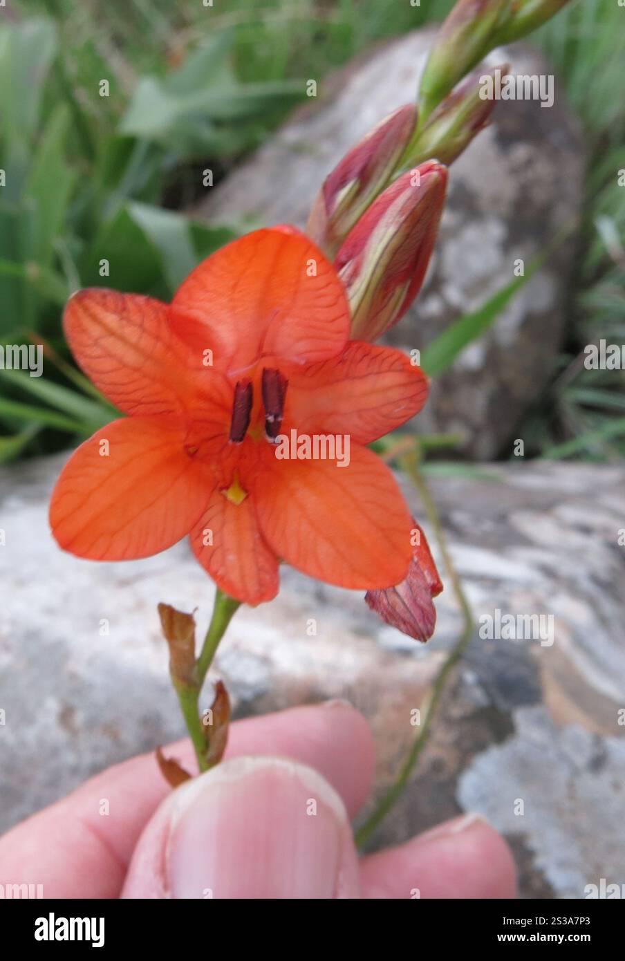 Red Triton (Tritonia disticha Stock Photo - Alamy