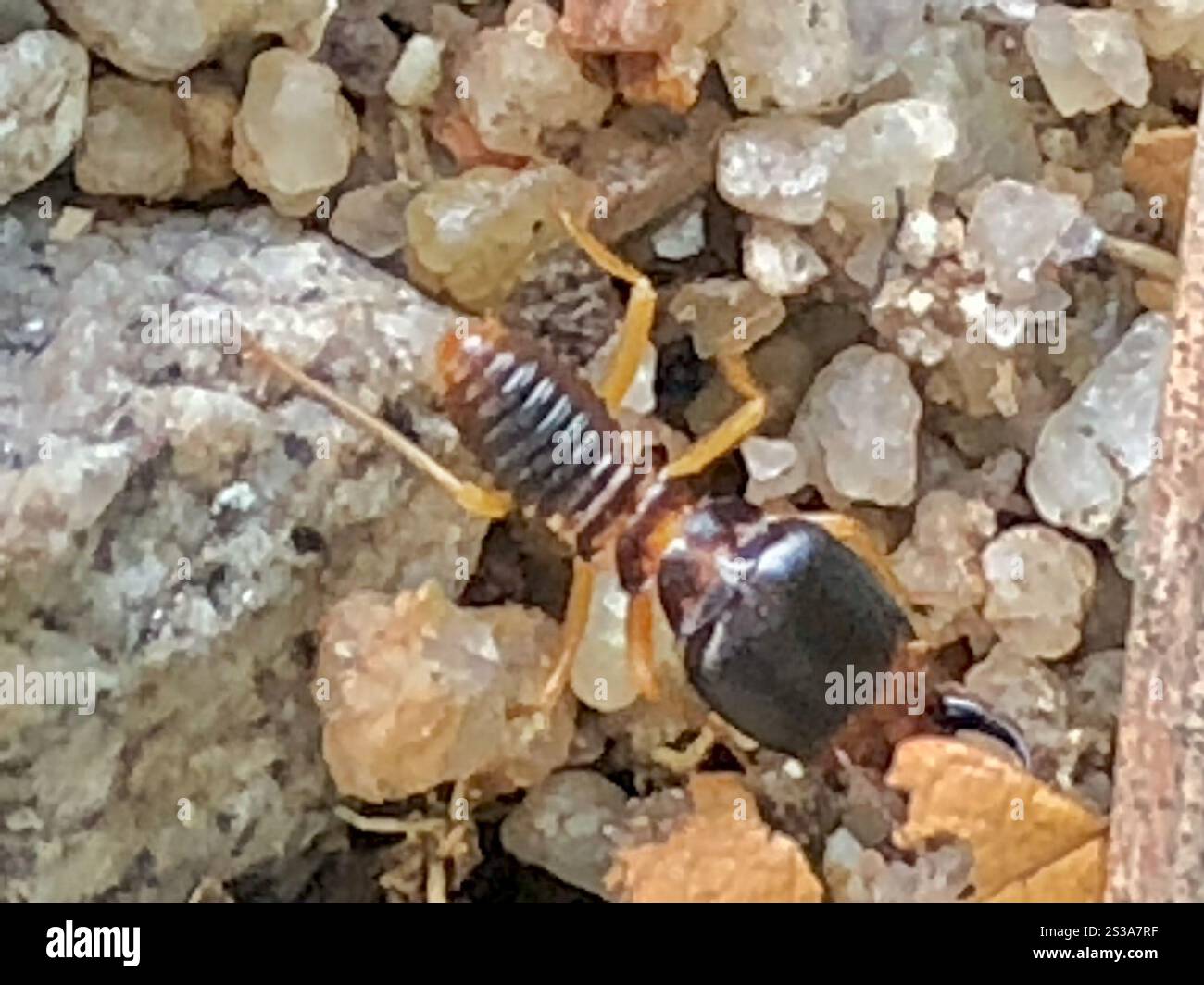 Macrotermes carbonarius hi-res stock photography and images - Alamy