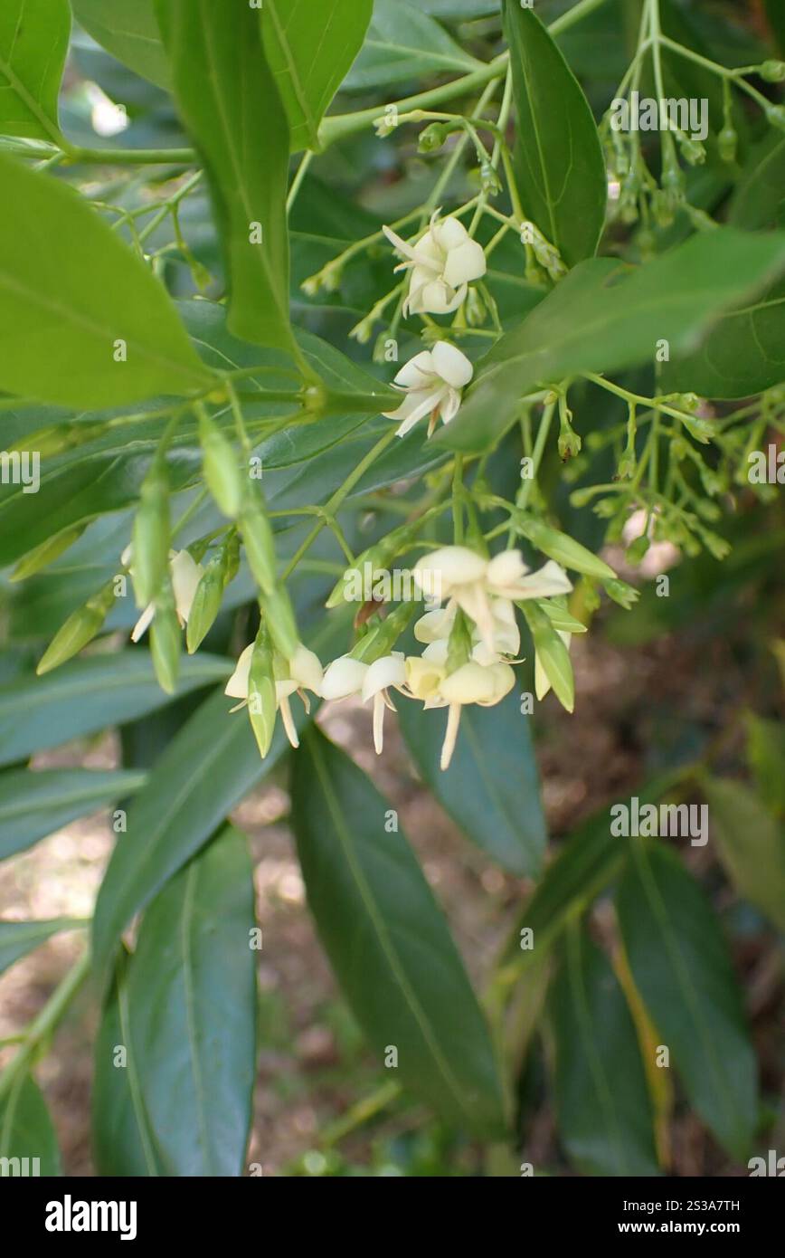 Rhino-Coffee (Kraussia floribunda Stock Photo - Alamy