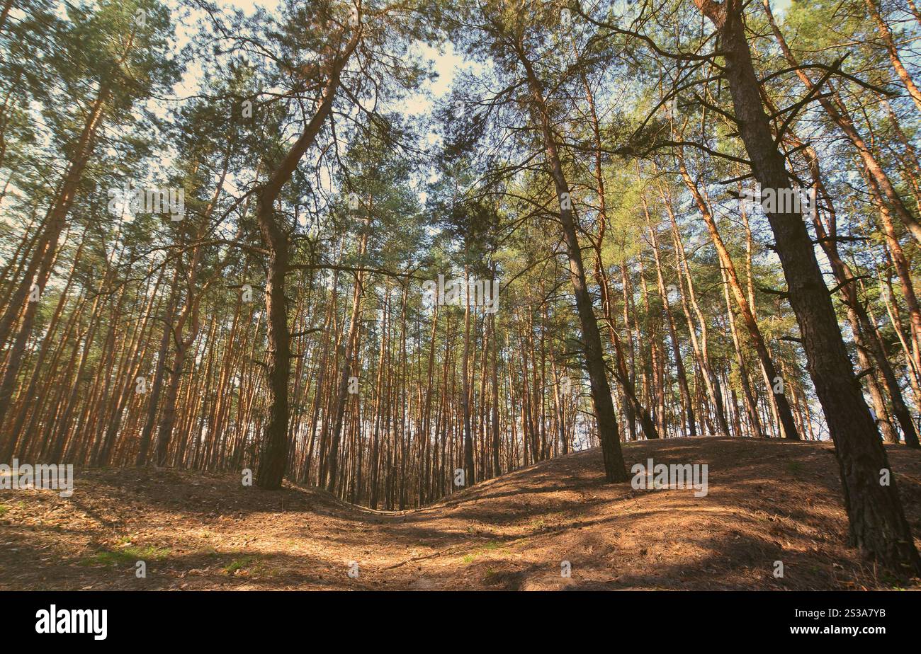 Spring sunny landscape in a pine forest in bright sunlight. Cozy forest ...