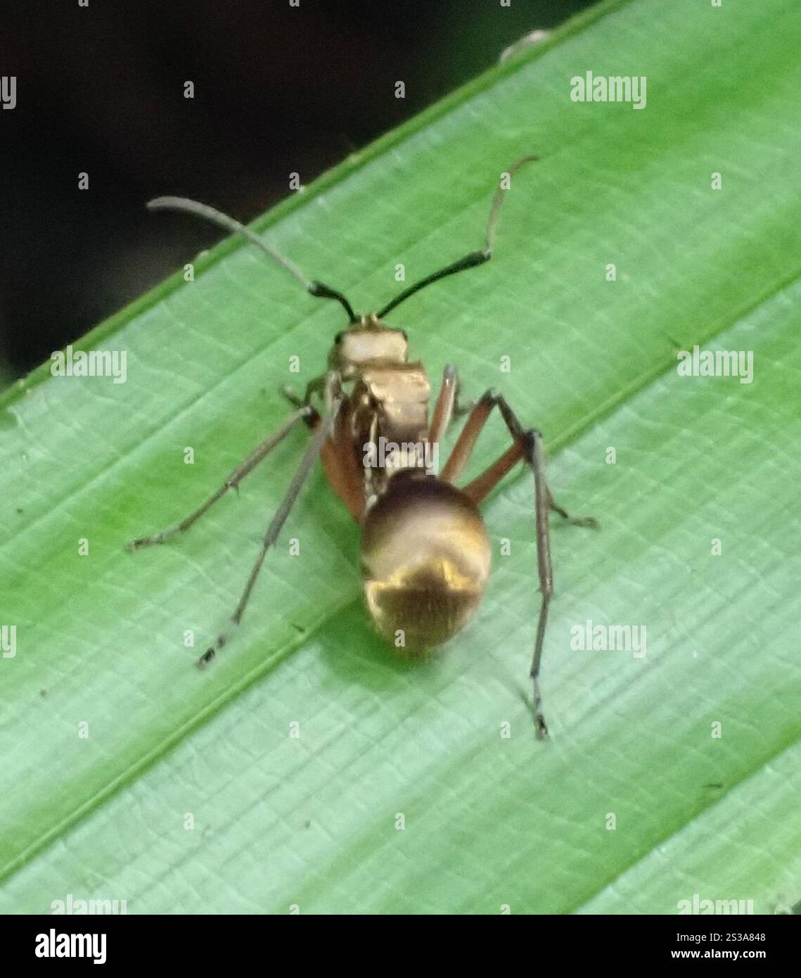 Pure Gold Spiny Sugar ant (Polyrhachis andromache Stock Photo - Alamy