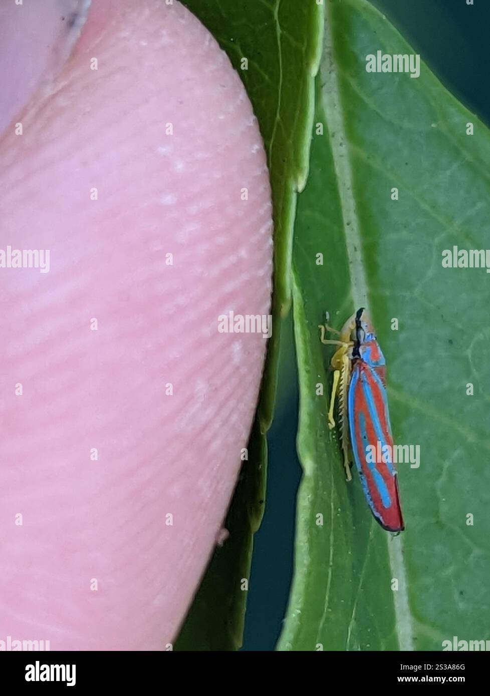 Red-banded Leafhopper (Graphocephala coccinea Stock Photo - Alamy
