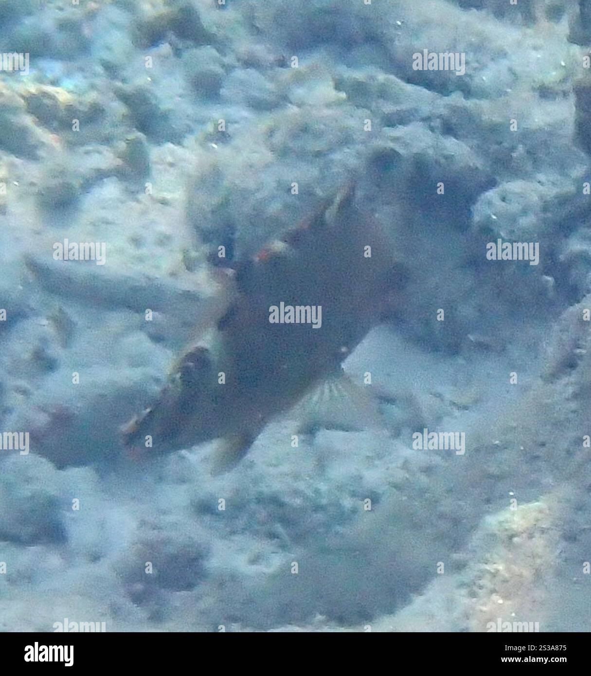 Floral Maori Wrasse (Cheilinus chlorourus Stock Photo - Alamy