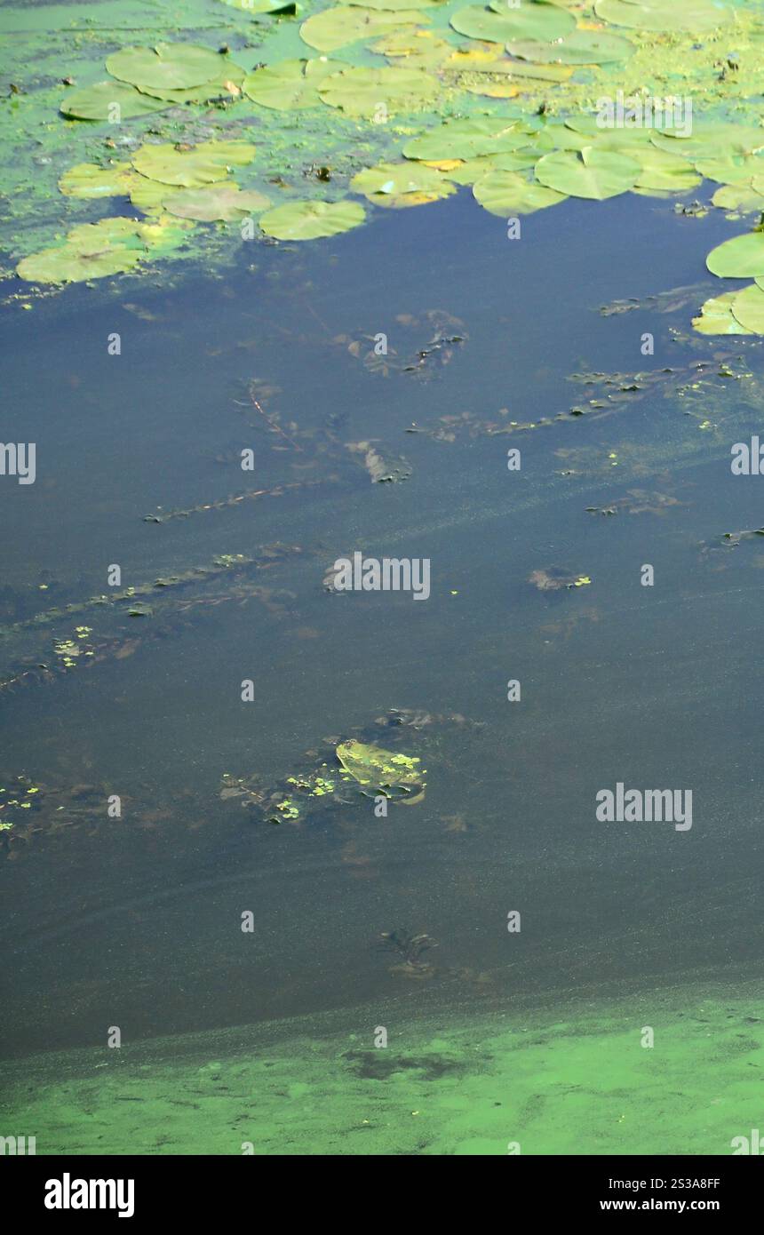 The surface of an old swamp covered with duckweed and lily leaves. Many ...