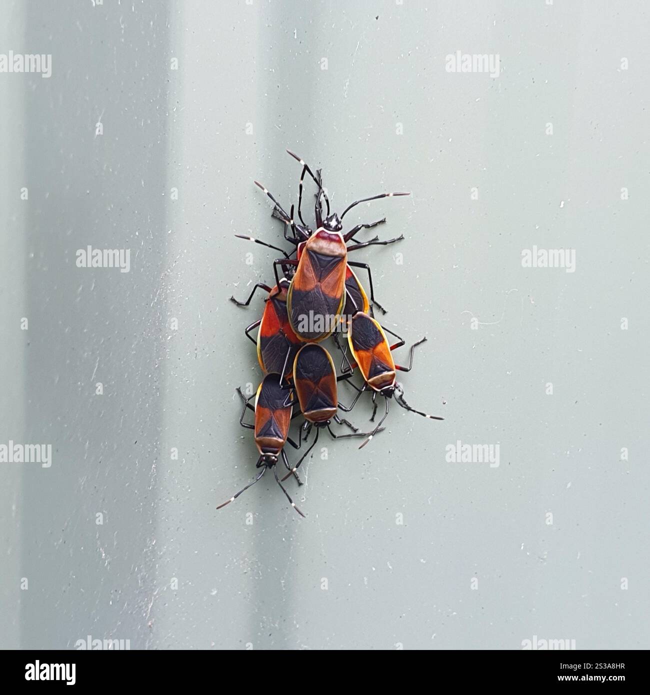 Harlequin Red Bug (Dindymus versicolor Stock Photo - Alamy