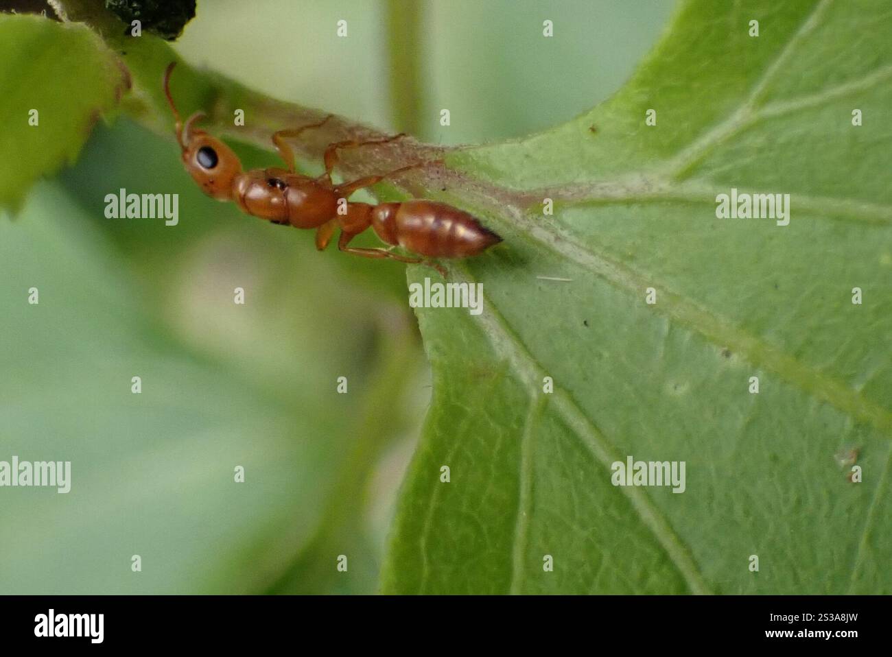 Natal Slender Ant (Tetraponera natalensis Stock Photo - Alamy