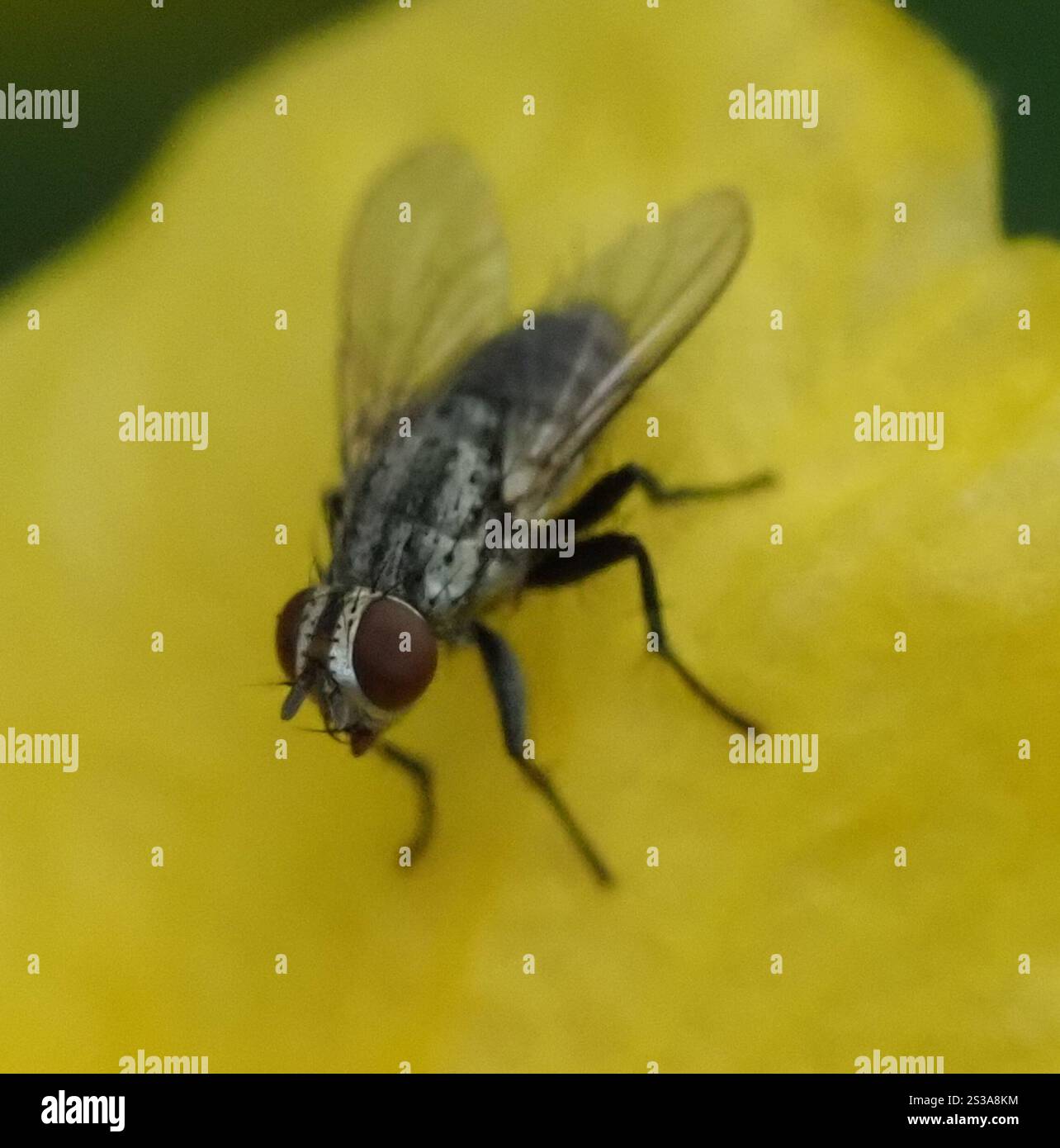 Common Flesh Flies (Sarcophaga Stock Photo - Alamy