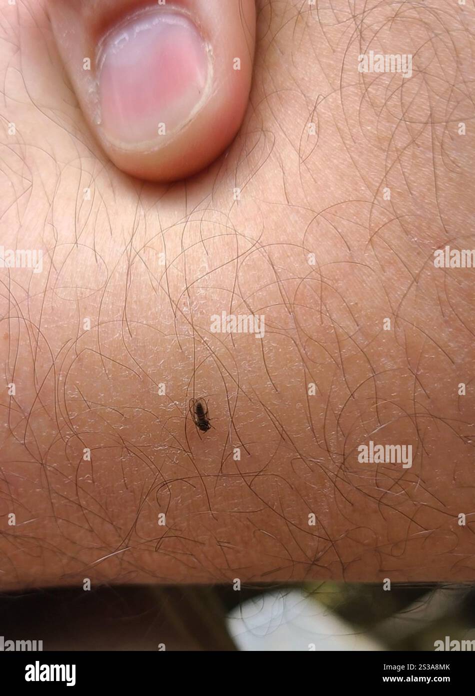 New Zealand Black Fly (Austrosimulium australense Stock Photo - Alamy