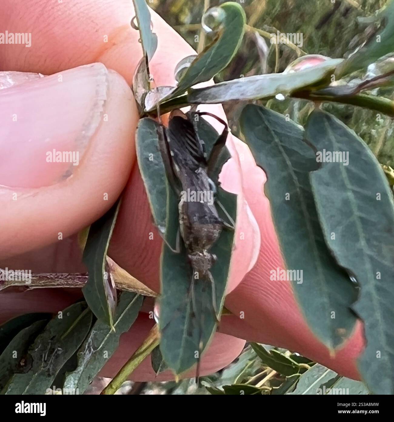 Texas Bow-legged Bug (Hyalymenus tarsatus Stock Photo - Alamy
