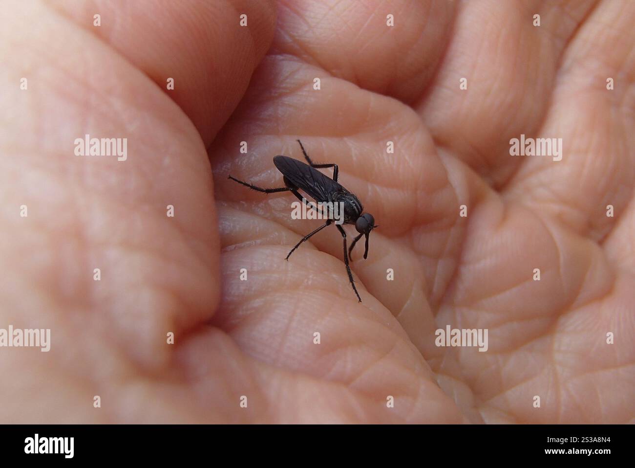 Dance Flies, Long-legged Flies, and Allies (Empidoidea Stock Photo - Alamy