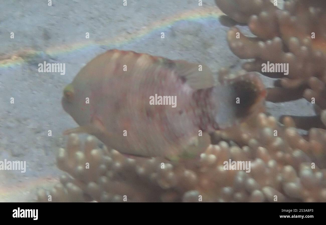 Floral Maori Wrasse (Cheilinus chlorourus Stock Photo - Alamy