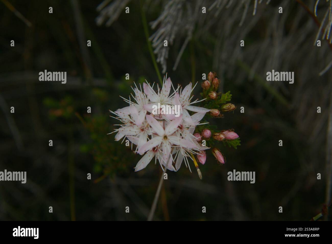 Fringe Myrtle (Calytrix tetragona Stock Photo - Alamy