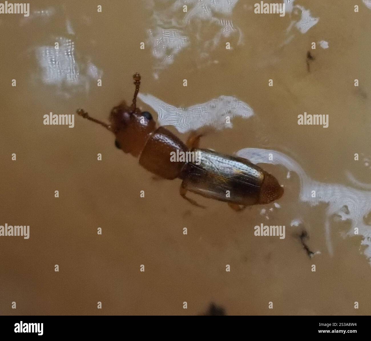 Europs hi-res stock photography and images - Alamy