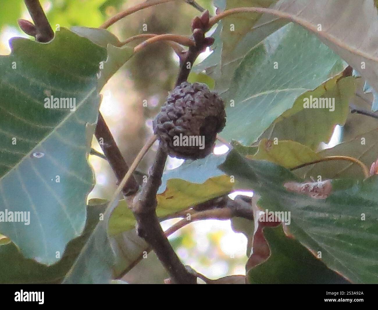swamp chestnut oak (Quercus michauxii Stock Photo - Alamy