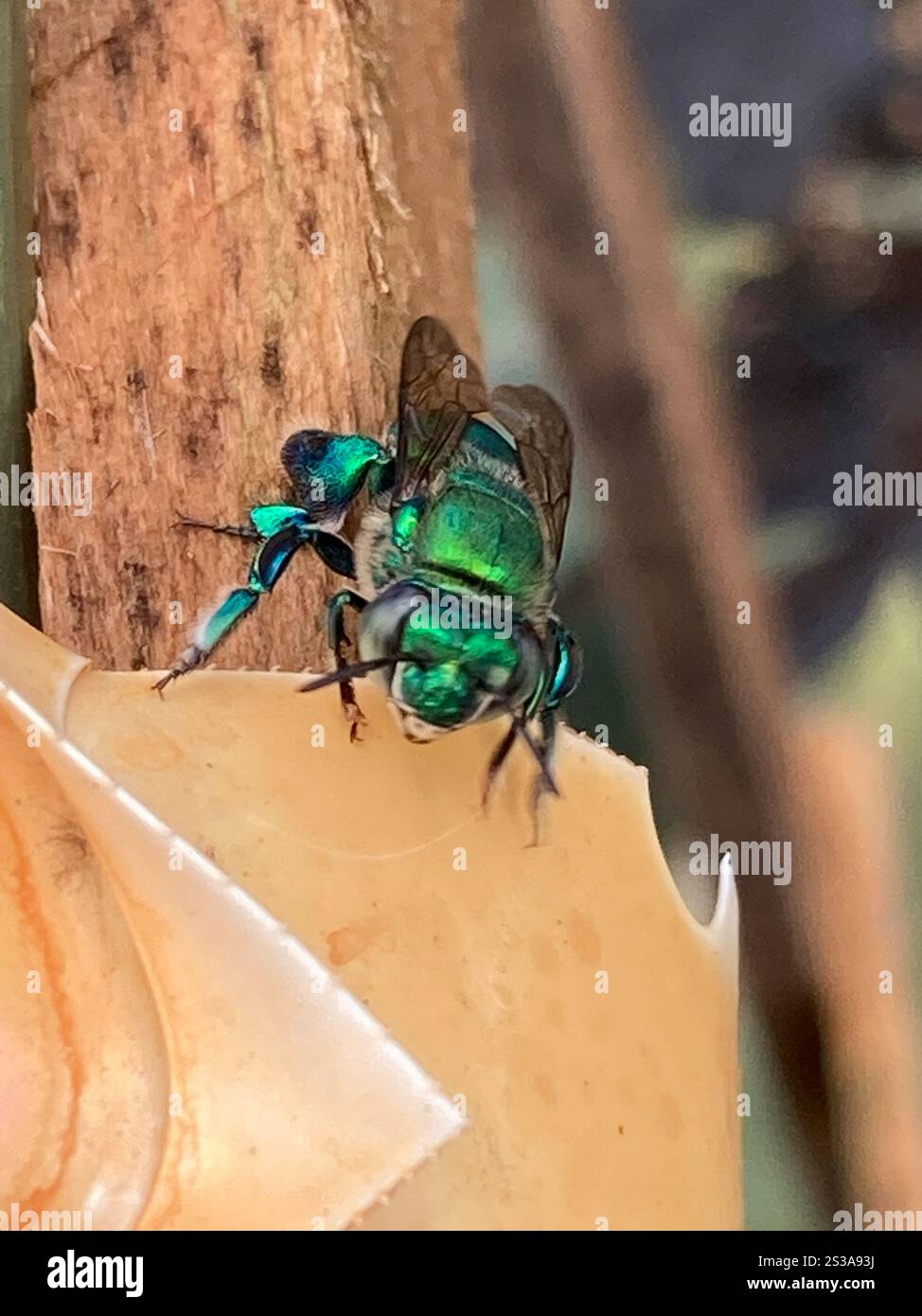 Dilemma Orchid Bee (Euglossa dilemma Stock Photo - Alamy
